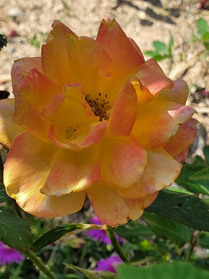 주황색장미꽃말 장미번식 삽목시기 알아보기 장미삽목방법 알아보기 네이버 블로그
