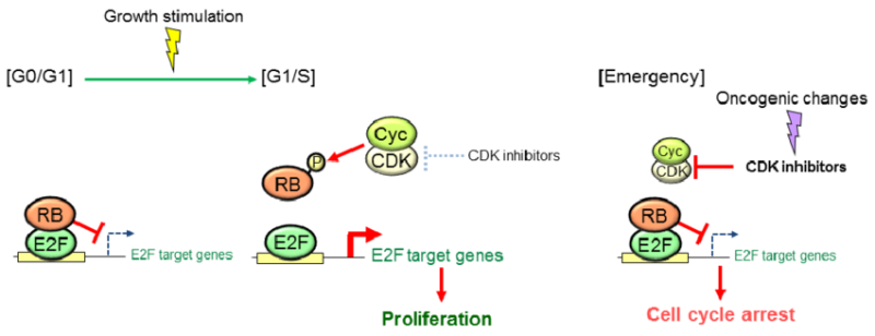 mitogen(mitosis 촉진물질) 이해하기 : 네이버 블로그