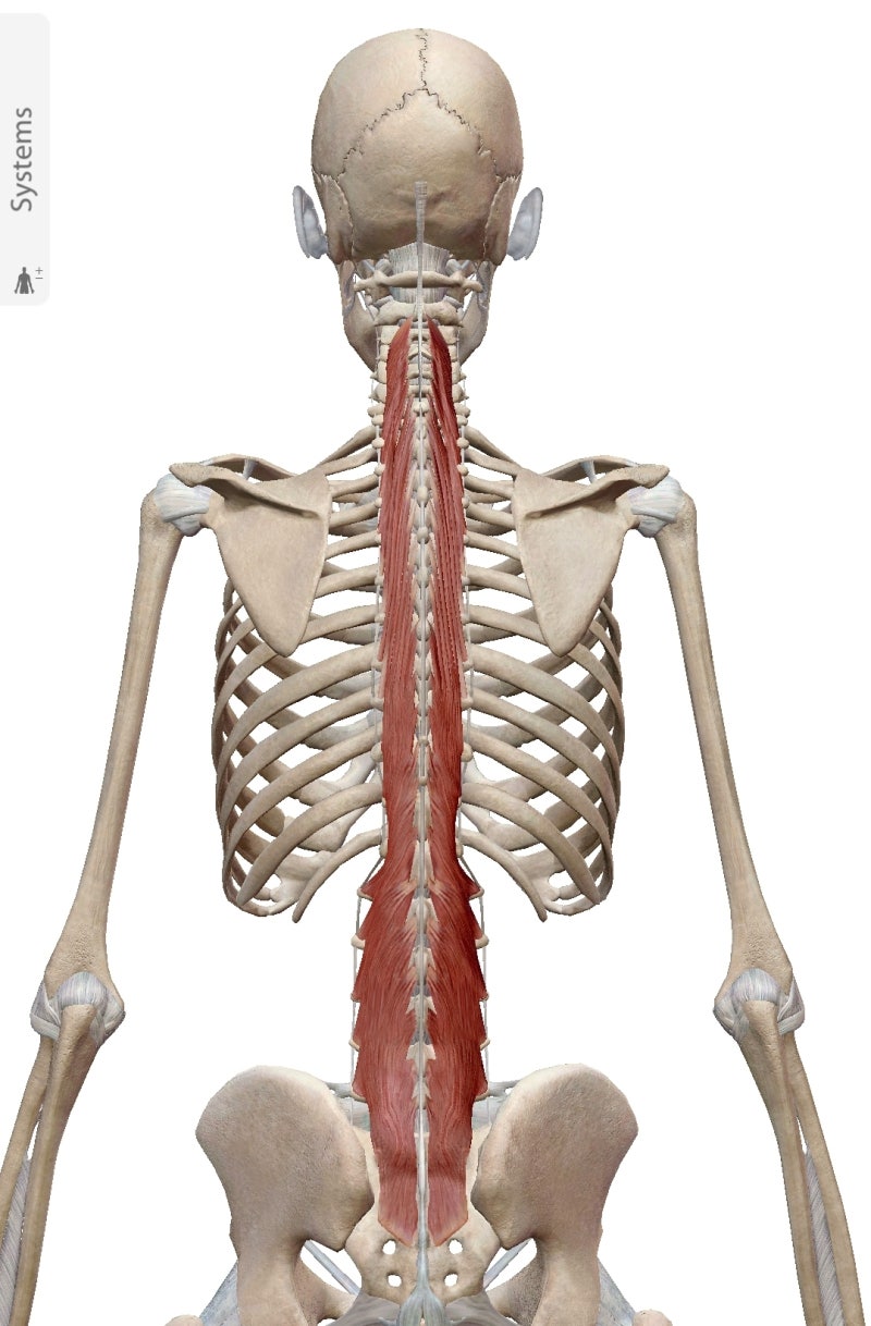 다열근 뭇갈래근 Multifidus 기시, 정지점에 대해 알아볼게요! : 네이버 블로그