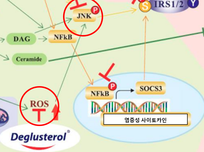 [케어젠] Deglusterol의 당뇨 증상 개선 원리 : 네이버 블로그