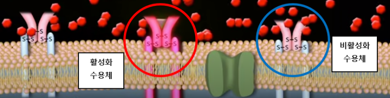 [케어젠] Deglusterol의 당뇨 증상 개선 원리 : 네이버 블로그