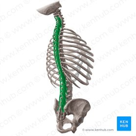 다열근 뭇갈래근 Multifidus 기시, 정지점에 대해 알아볼게요! : 네이버 블로그