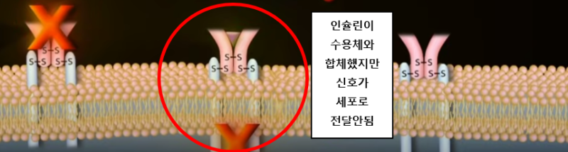[케어젠] Deglusterol의 당뇨 증상 개선 원리 : 네이버 블로그