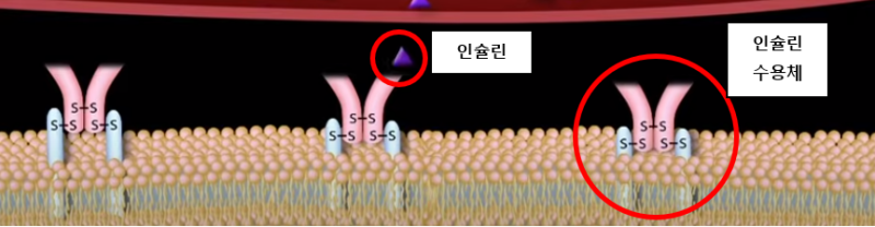 [케어젠] Deglusterol의 당뇨 증상 개선 원리 : 네이버 블로그