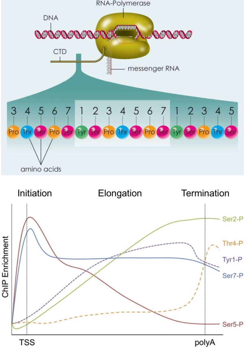 C-terminal domain (CTD) of RNA polymerase Ⅱ 이해하기 1 : 네이버 블로그