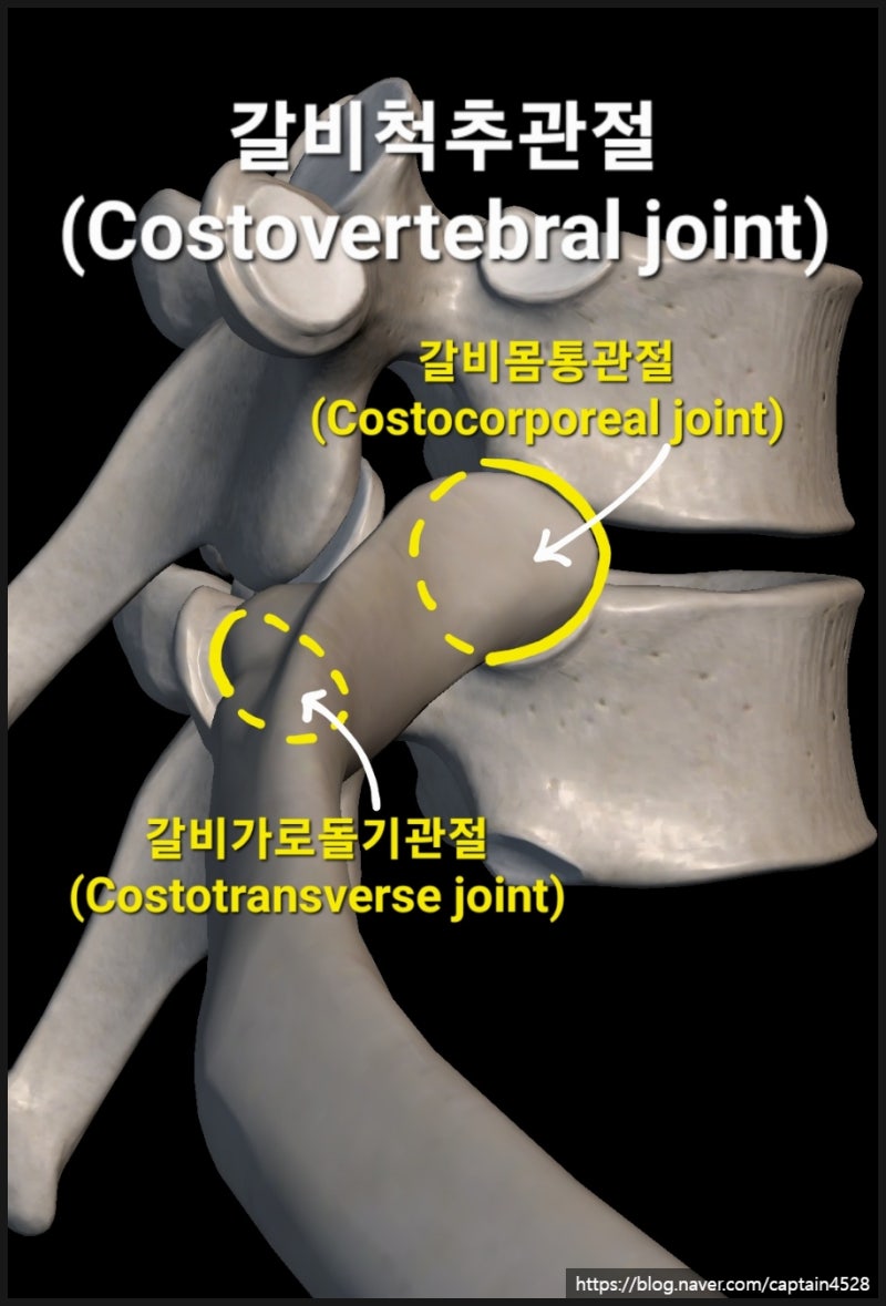 흉추등뼈 Thoracic Vertebrae 특징 늑골갈비뼈 Rib 진늑골 가늑골 부유늑골 네이버 블로그