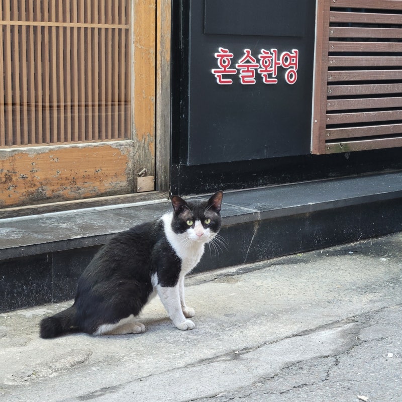 부산 오마카세 서면스시맛집 송정호일식 가성비 좋은 코스요리 네이버 블로그
