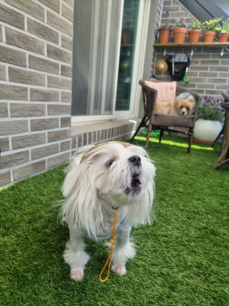 휴가철 애견호텔 위탁은 '댕하'에서.. : 네이버 블로그