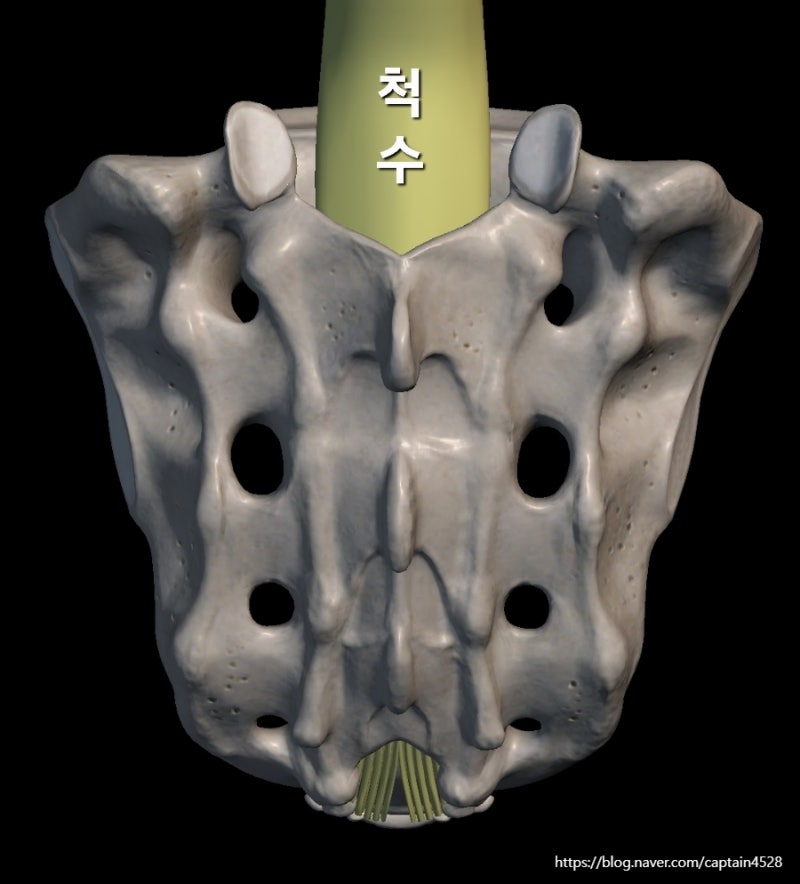 Sacral hiatus : 네이버 블로그