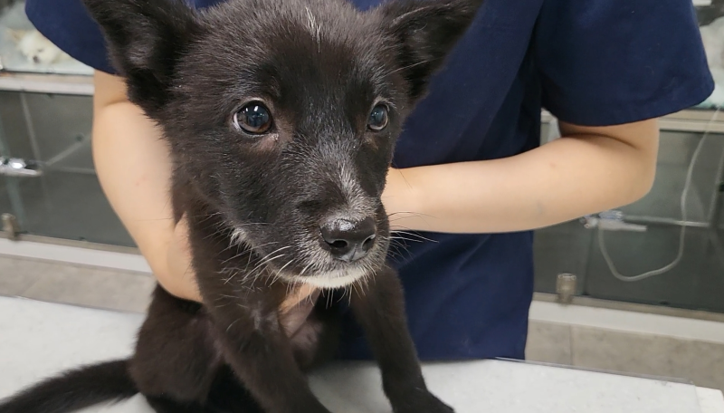 강아지 우대동맥궁잔존증(Persistent right aortic arch, PRAA) : 대구 수술 전문 동물병원/대구24시 ...