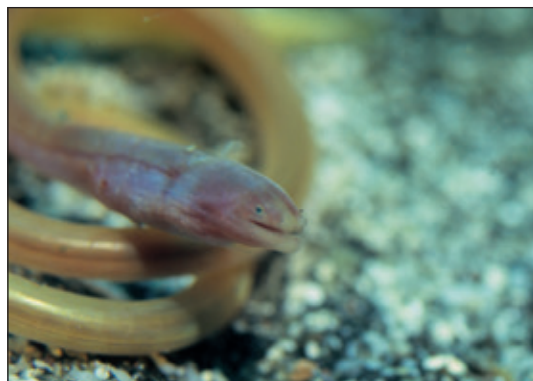 해양 어류의 어린 시절 특수 스테이지 ,, Specialized eariy life stages of marine fishes ...