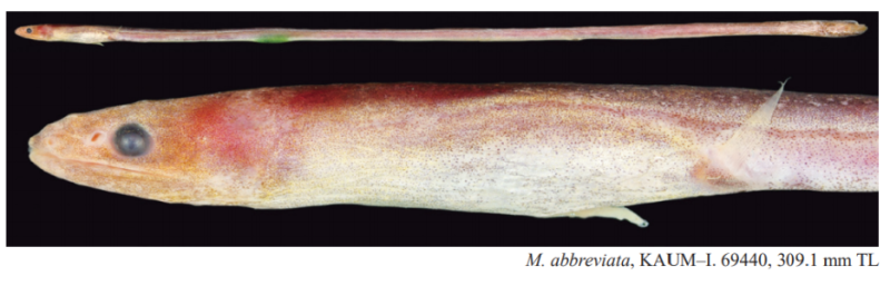 해양 어류의 어린 시절 특수 스테이지 ,, Specialized eariy life stages of marine fishes ...