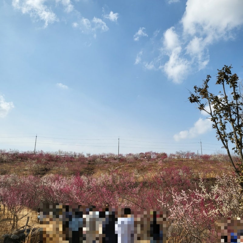 진주 가볼만한곳 경남 매화 축제 구경 진주 매화숲 2023년 개방일 홍매화 개화 시기 네이버 블로그