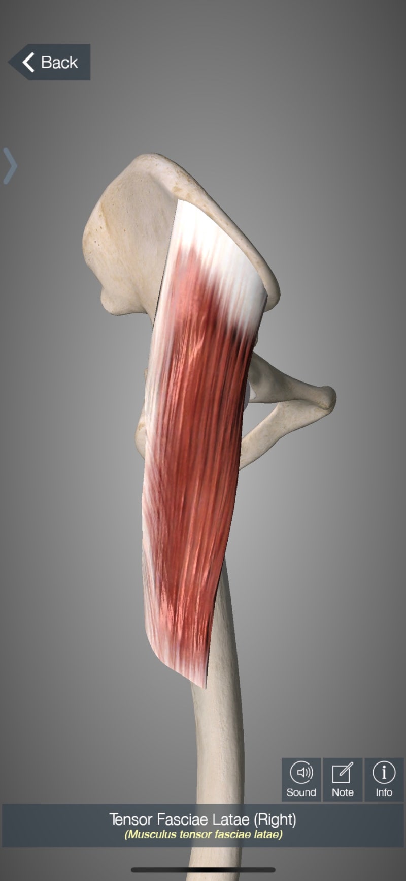 Knee extensor muscle 슬관절 신전근 : 네이버 블로그