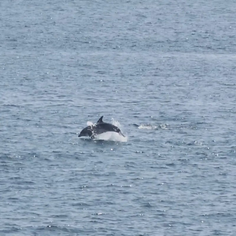 제주도 돌고래 스팟 서귀포 대정읍 해안도로 드라이브했어요 네이버 블로그