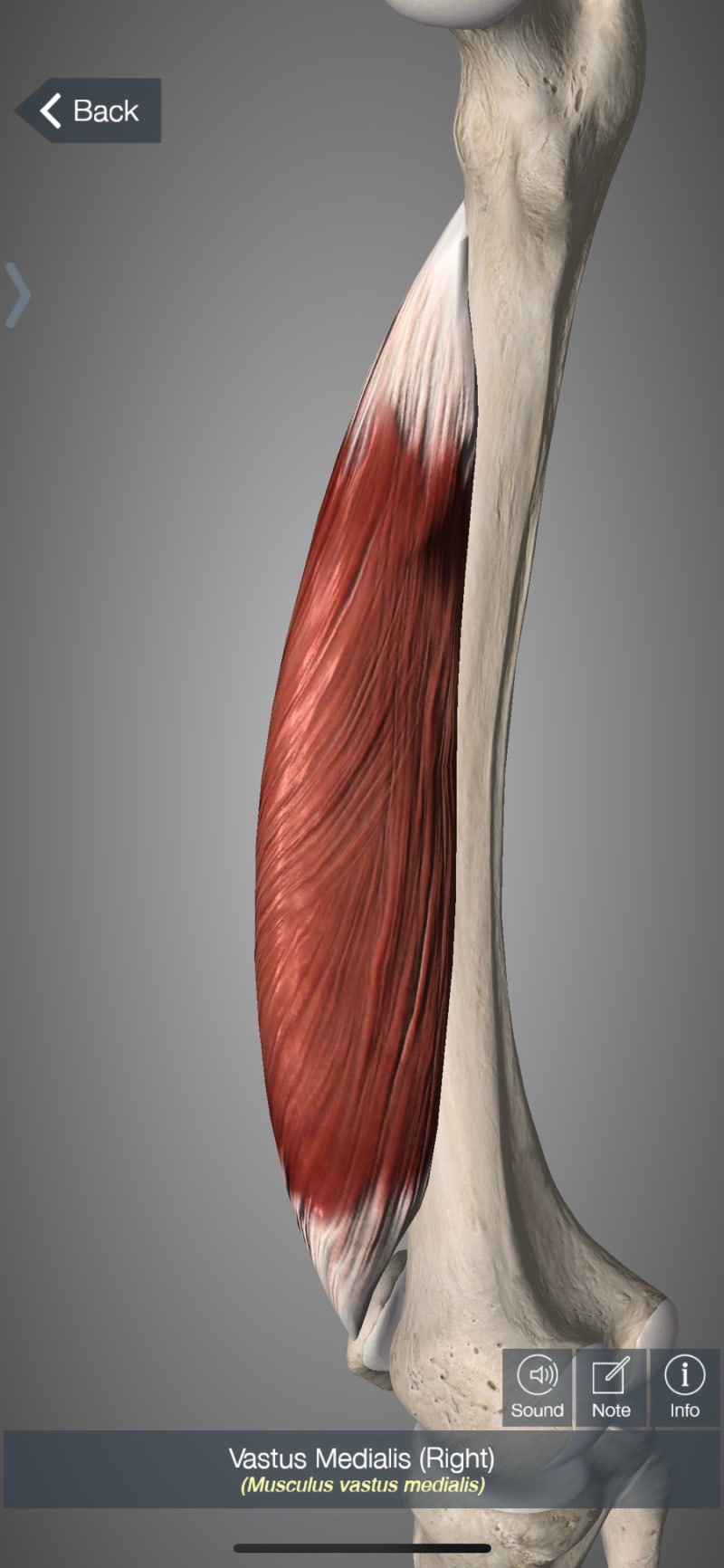 Knee extensor muscle 슬관절 신전근 : 네이버 블로그