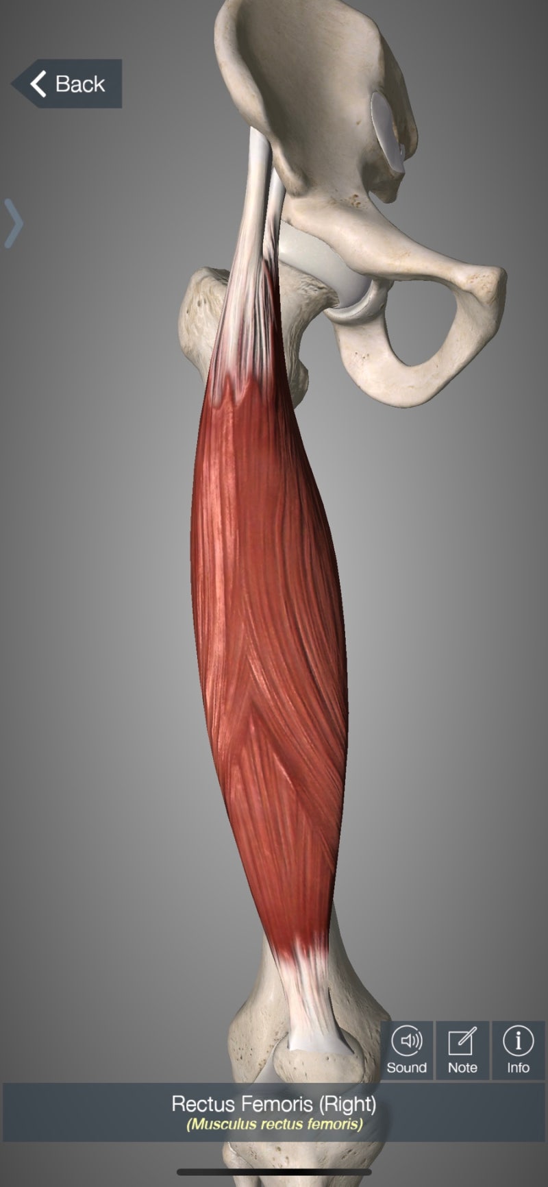 Knee extensor muscle 슬관절 신전근 : 네이버 블로그