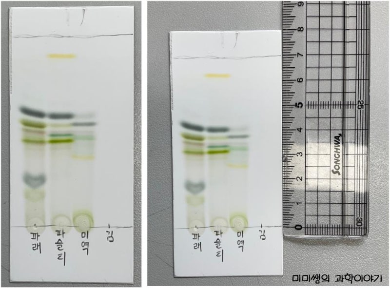 시금치 잎의 광합성 색소 분리 Tlc 크로마토그래피 네이버 블로그