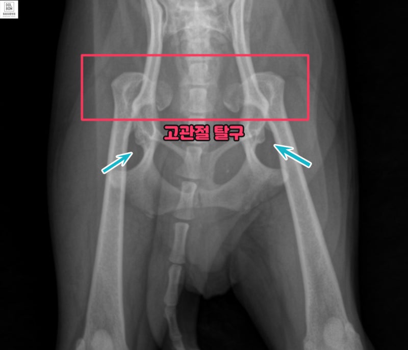 강아지 고관절탈구+대퇴골두제거 FHNO수술/레이저 물리치료 [수원화성 노령견전문 돌봄동물병원] : 네이버 블로그