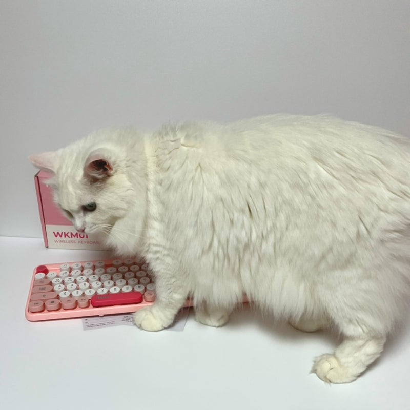 [앱코]ABKO WKM01 무선 키보드 마우스 세트 핑크 구매후기/청축,갈축 비교! : 네이버 블로그