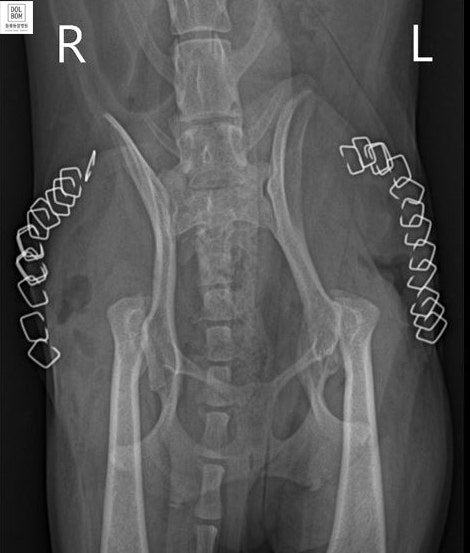 강아지 고관절탈구+대퇴골두제거 FHNO수술/레이저 물리치료 [수원화성 노령견전문 돌봄동물병원] : 네이버 블로그