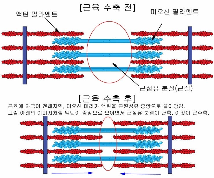 스포츠재활 열번째 근수축기전 근비대 액틴 미오신 트로포닌troponin 근세사활주설 네이버 블로그