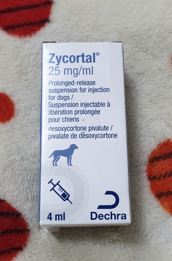 개 부신피질기능저하증 치료 / hypoadrenocorticism / 애디슨병 (ADDison's Disease) / 자이코탈 ...