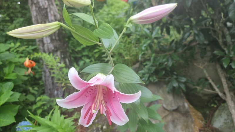 생애최초주택 LTV80%적용 22년8월1일시행 : 네이버 블로그