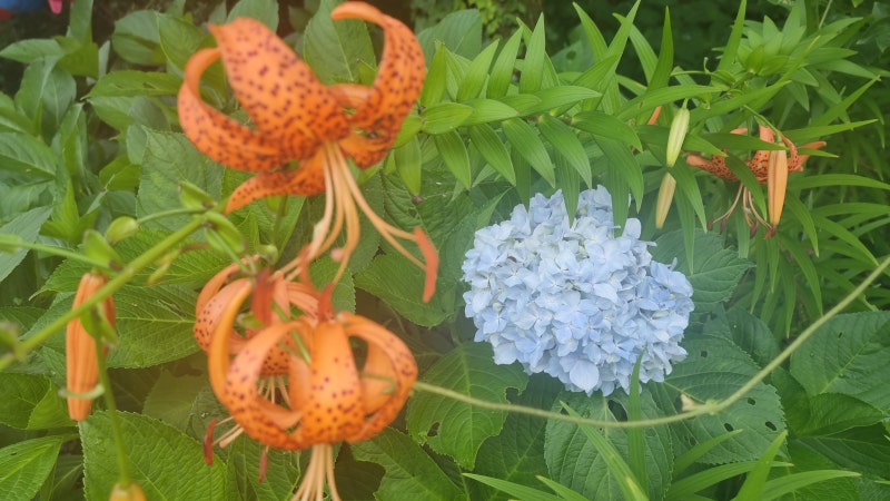 생애최초주택 LTV80%적용 22년8월1일시행 : 네이버 블로그