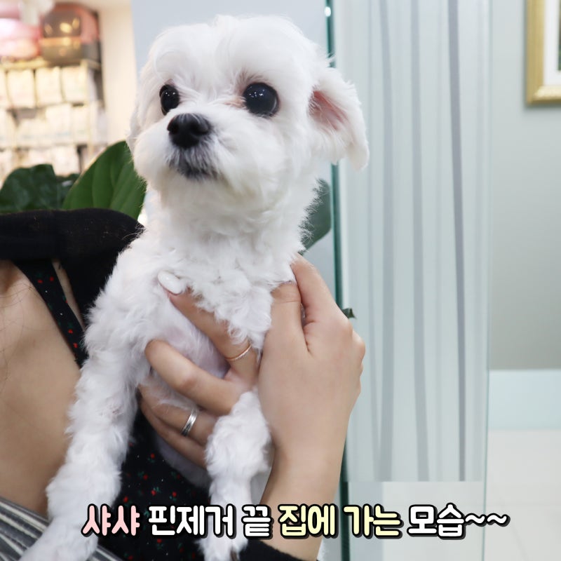 강아지 슬개골탈구 수술 후 핀 제거해야 되는 이유? : 네이버 블로그