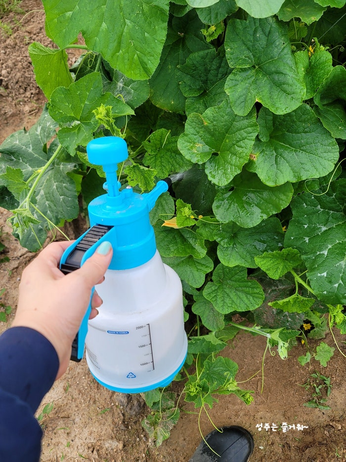 참외 키우기 사과참외 모종심고 수확하기 참외 재배 기르기 순지르기 순치기 네이버 블로그