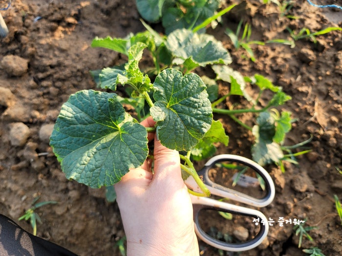 참외 키우기 사과참외 모종심고 수확하기 참외 재배 기르기 순지르기 순치기 네이버 블로그