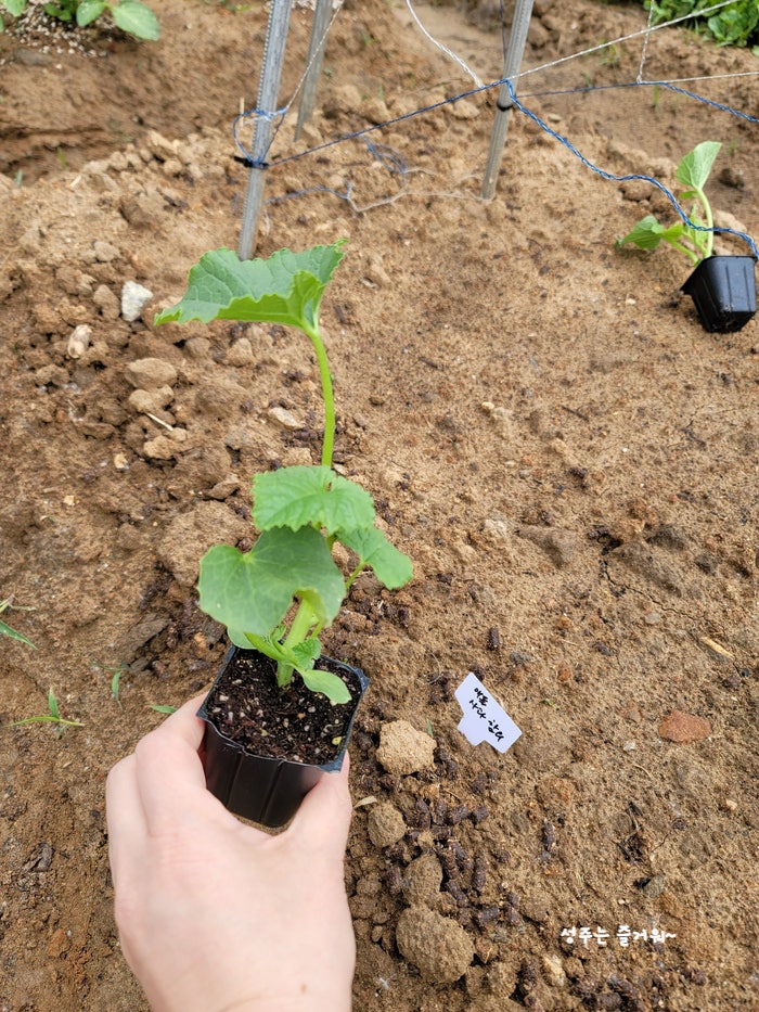참외 키우기 사과참외 모종심고 수확하기 참외 재배 기르기 순지르기 순치기 네이버 블로그