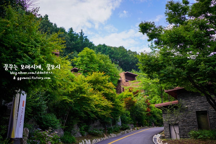 제천 여행제천 리솜 포레스트 산책하기포레스트클럽교촌치킨 포레스트리솜점and솔티 크래프트 비어andcu편의점밤산책 네이버 블로그