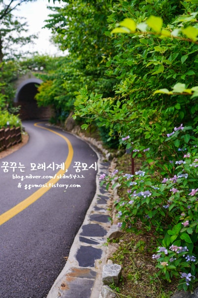 제천 여행제천 리솜 포레스트 산책하기포레스트클럽교촌치킨 포레스트리솜점and솔티 크래프트 비어andcu편의점밤산책 네이버 블로그