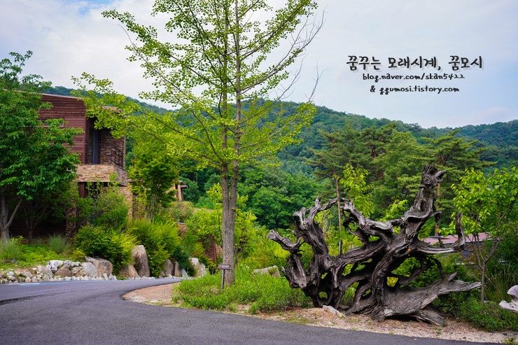 제천 여행제천 리솜 포레스트 산책하기포레스트클럽교촌치킨 포레스트리솜점and솔티 크래프트 비어andcu편의점밤산책 네이버 블로그