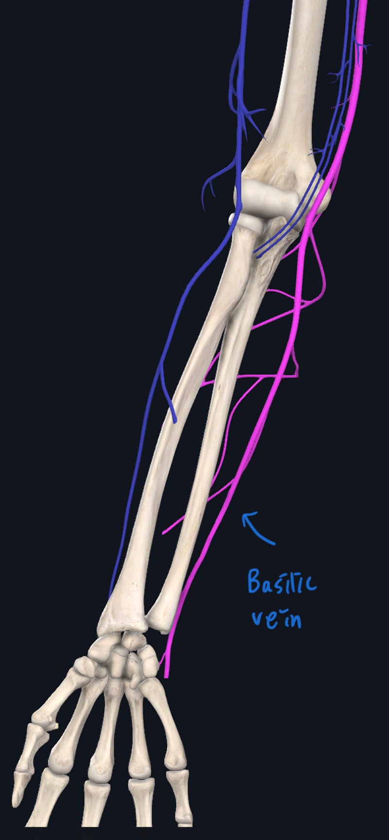 중심정맥관(C-line, PICC) 관련 혈관들(internal jugular vein, Subclavian vein ...