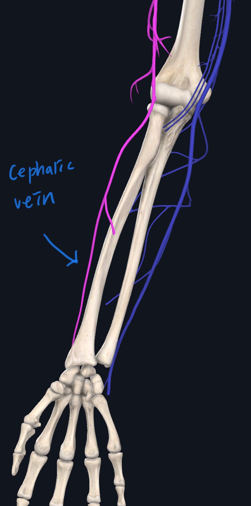 중심정맥관(C-line, PICC) 관련 혈관들(internal jugular vein, Subclavian vein ...