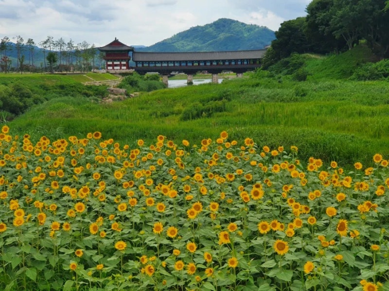 경주 종오정 배롱나무와연꽃 그리고 해바라기보기 첨성대주변과 월정교주변 네이버 블로그