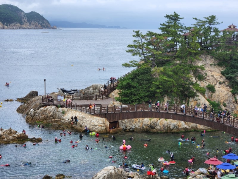 8월 강원도 삼척 장호항 아이와 스노클링 바다뷰카페 클리어비치 네이버 블로그