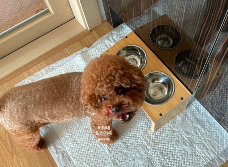 씽크라이크펫 사료토핑 해주기도 좋은 강아지화식 네이버 블로그