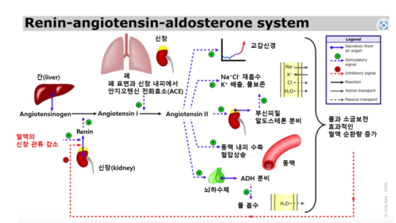 혈압약의 작용기전:ARB, CCB,ACEI : 네이버 블로그