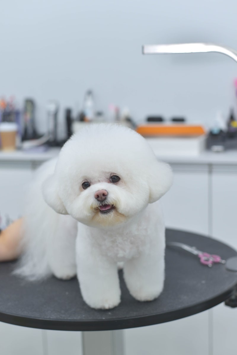 분당애견미용 비숑프리제 머랭이 스포팅 귀툭컷 네이버 블로그