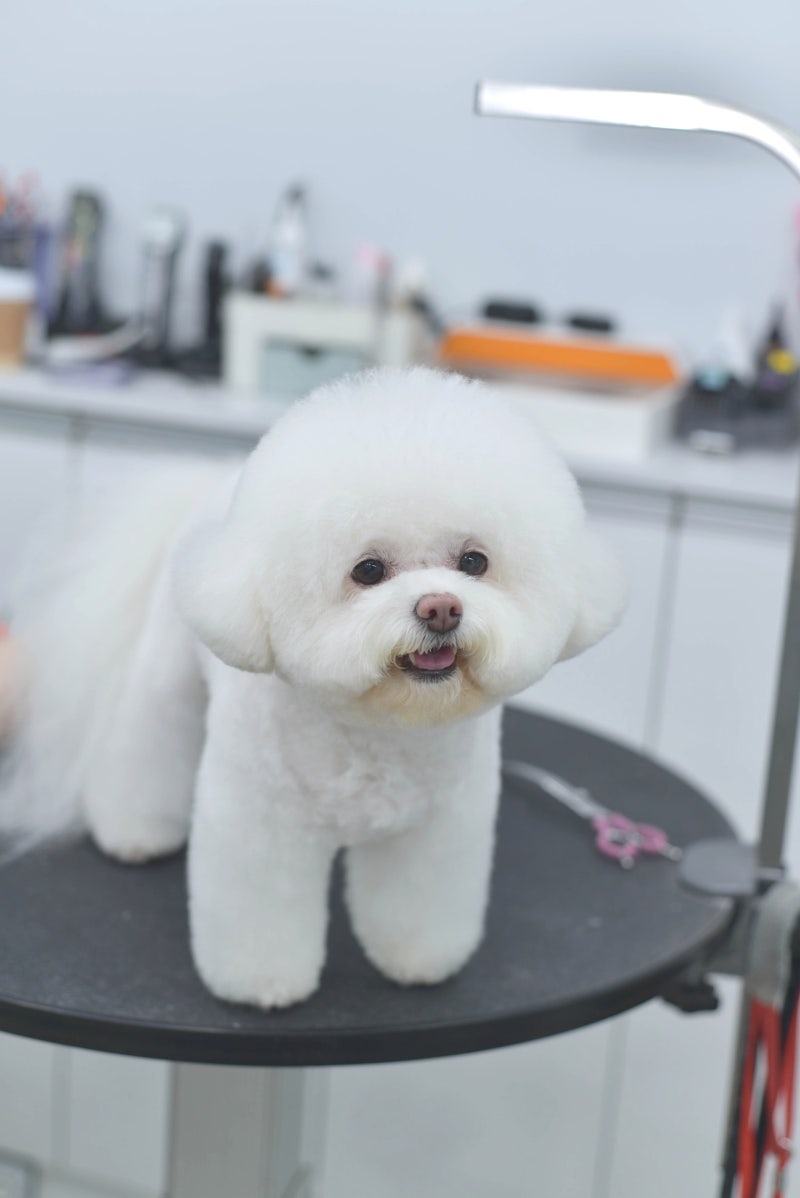 분당애견미용 비숑프리제 머랭이 스포팅 귀툭컷 네이버 블로그