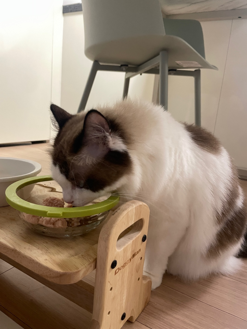 Anf 고양이 습식캔 기호성 좋은 고양이 치킨맛 캔 네이버 블로그
