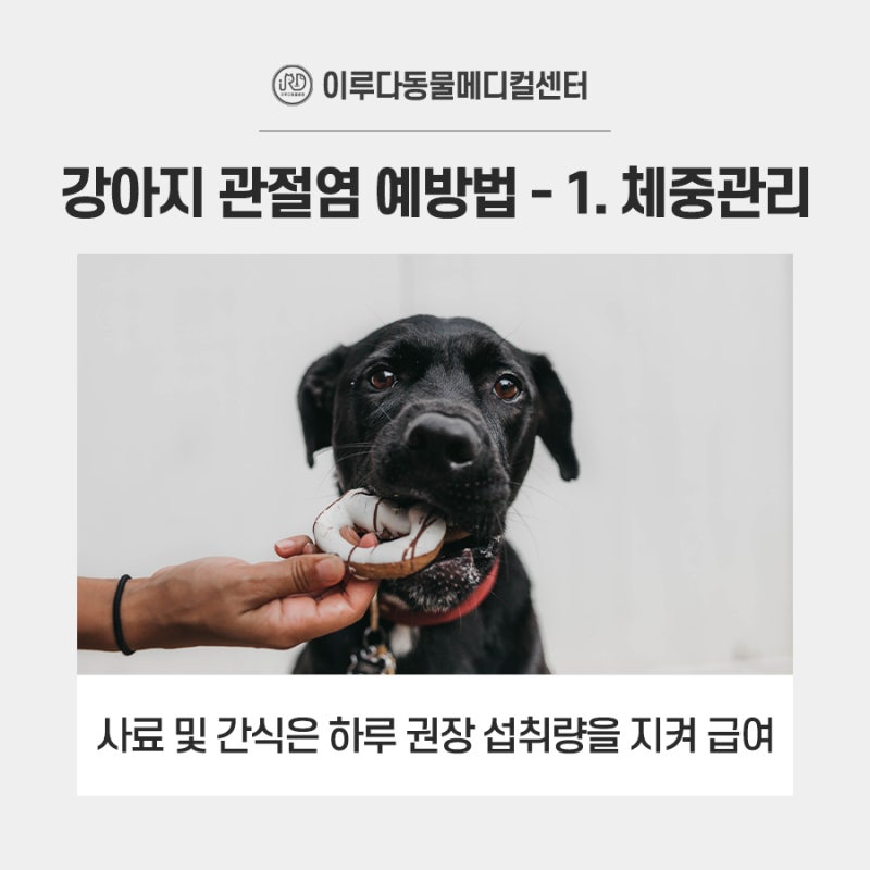 강아지 바닥 매트 장점 및 고르는 법 미끄럼 방지 및 관절염 예방하기 네이버 블로그