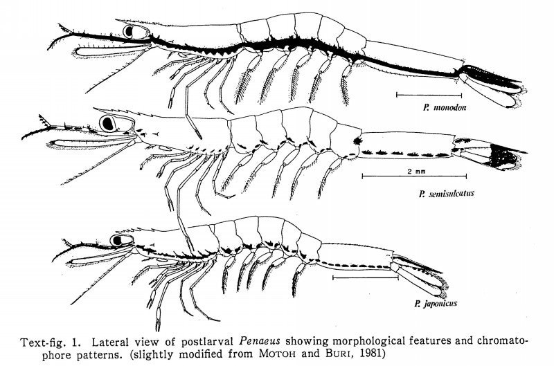 Penaeus monodon Fabricius, 1798 ウシエビ 얼룩새우의 후기 유생 (Postlarva) : 네이버 블로그