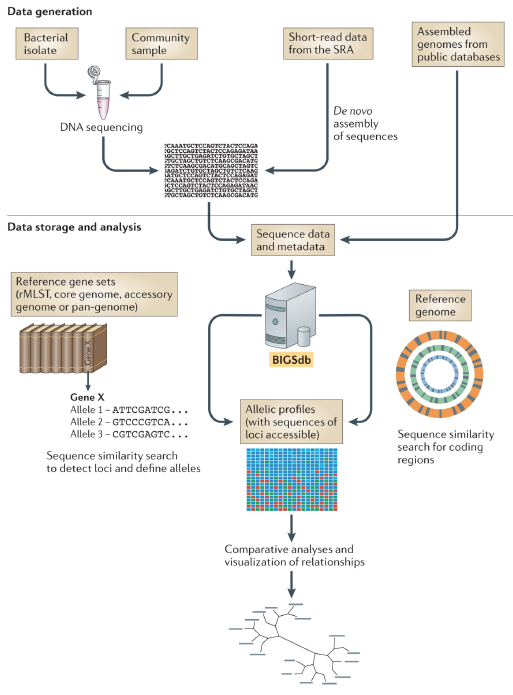 Multi Locus Sequence Typing (MLST) : 네이버 블로그