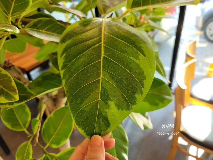 실내 공기정화식물 뱅갈고무나무 키우기 물꽂이 삽목 가지치기 분갈이 벵갈 네이버 블로그