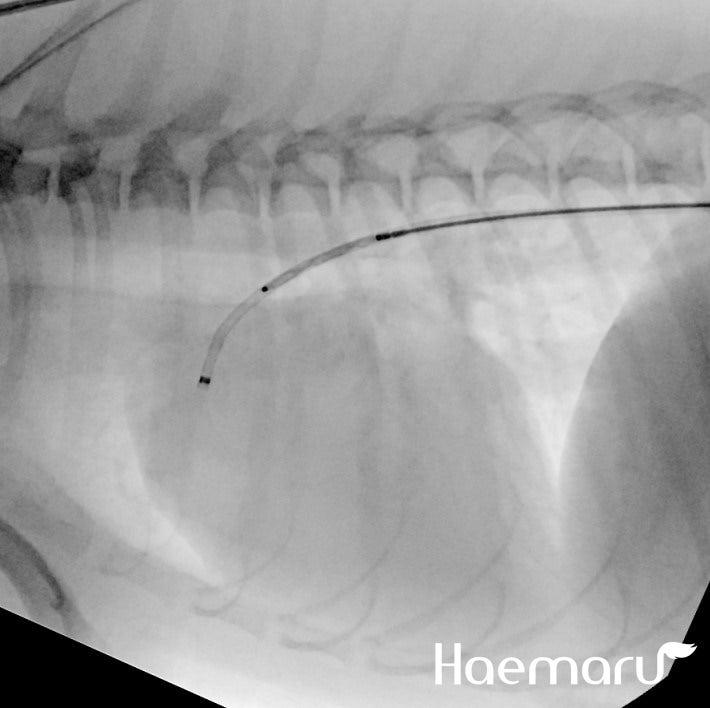 강아지 동맥관 개존증 PDA를 수술없이 치료하는 ACDO 시술 사례 (해마루 인터벤션센터) : 네이버 블로그